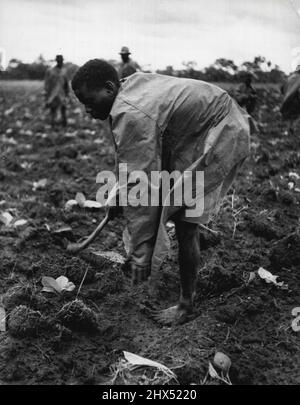Mcherengi-Life On A Southern Rhodesian Farm -- The piccaninnies carry ...