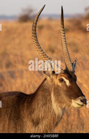 Waterbuck Bull, Kruger National Park Stock Photo - Alamy