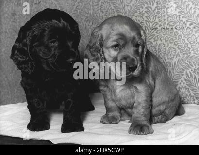 EDITORIAL USE ONLY (Left to right) Elsie, Tilly and Teddy Gepp visit a ...