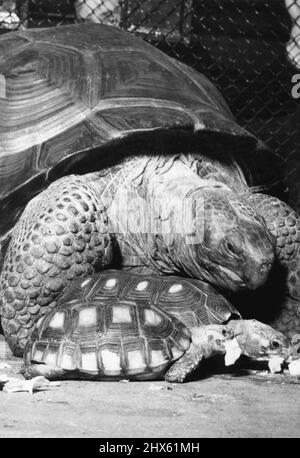 A photo of wildlife at Zoo in London Stock Photo - Alamy