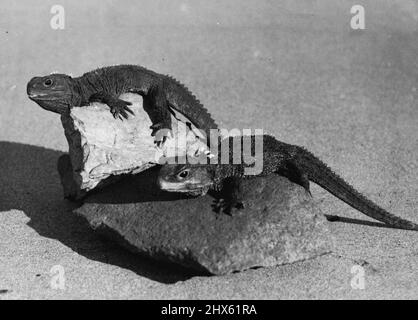 Tuatara ***** reptile of up to 2 feet in length which still ***** on ...