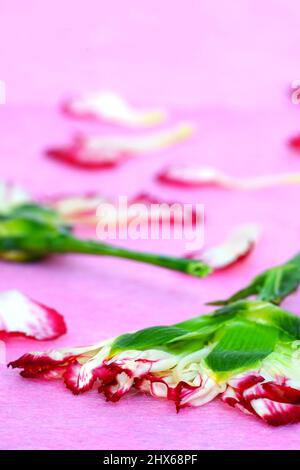 Pressed carnation flower petals in pink and white Stock Photo - Alamy