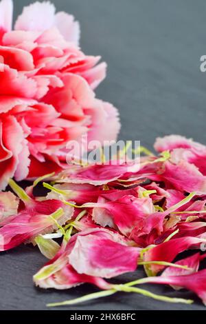 Pressed carnation flower petals in pink and white Stock Photo - Alamy