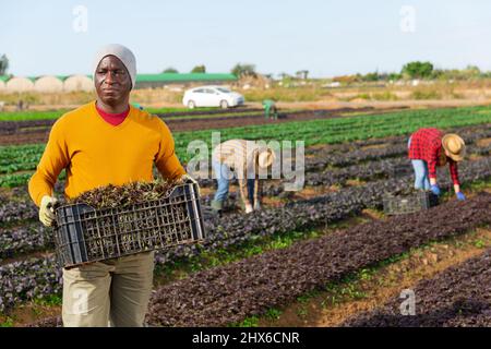 Man farmer carrying box with picked cucumbers Stock Photo - Alamy