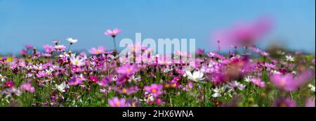 Galsang flower in a garden Stock Photo - Alamy