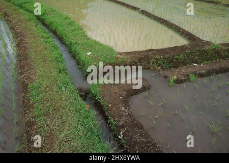 Mojokerto, Indonesia : January 22, 2022: Beautiful views of rice fields ...