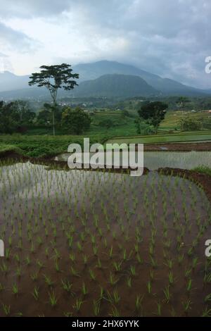 Mojokerto, Indonesia : January 22, 2022: Beautiful views of rice fields ...