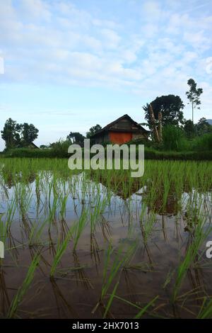 Mojokerto, Indonesia : January 22, 2022: Beautiful views of rice fields ...