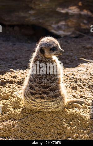Meerkat looking back over his shoulder Stock Photo - Alamy