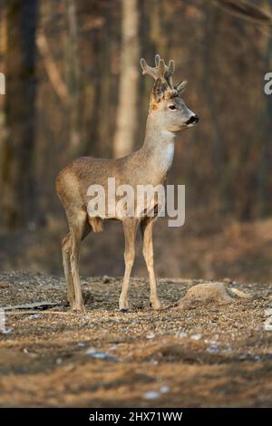 Roebuck with the fluffy horns of the spring season at sunset in the ...