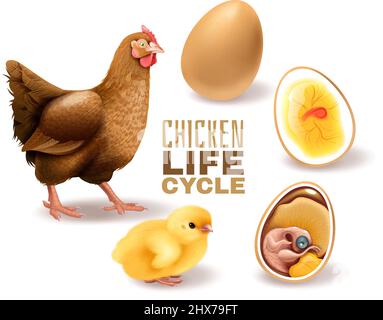 Chicken Egg Life Cycle Stock Vector Image & Art - Alamy