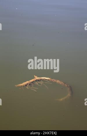 Sunken branch in a clear lake Stock Photo - Alamy