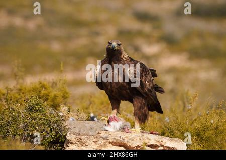 Golden eagle feeding on rabbit. Full frame uncropped image Stock Photo ...