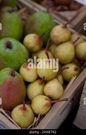 Pear varieties on display at a village fair Stock Photo - Alamy