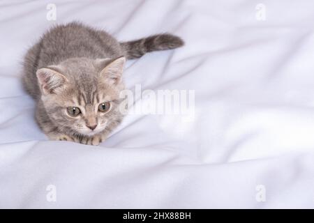 A funny, playful little kitten is curiously chasing the ball. High ...