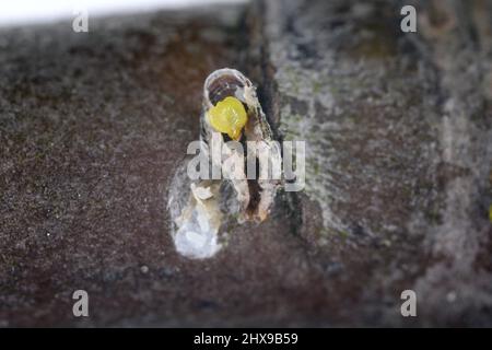 Apple mussel scale or oystershell scale (Lepidosaphes ulmi) Parasitized ...
