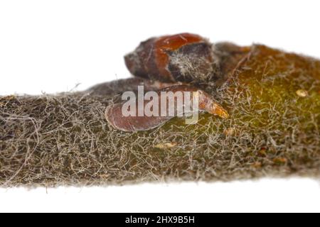 Apple mussel scale or oystershell scale (Lepidosaphes ulmi) is a widely ...
