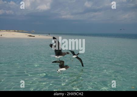 Flying Seagull at Archipelago near Umlug, Saudi Arabia Stock Photo - Alamy
