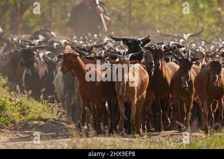 Dairy goat with wattles Stock Photo - Alamy