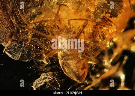 true bug (heteroptera miridae) imprisoned in baltic amber Stock Photo ...