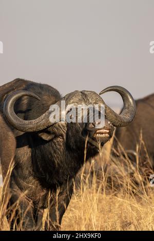 Buffalo Bull exhibiting the flehmen response, South Africa Stock Photo ...