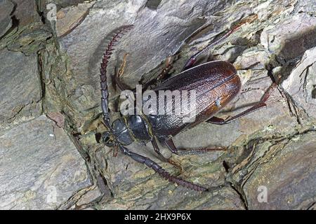Tile-horned Prionus (Prionus imbricornis Stock Photo - Alamy