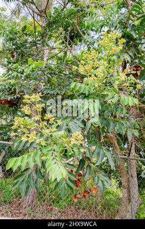 Black pearl tree (Majidea zanguebarica) introduced species, close-up of ...