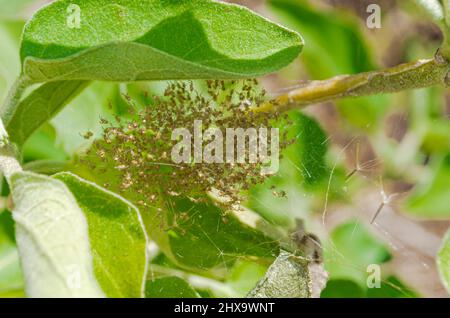 Young Spider Cluster Stock Photo - Alamy