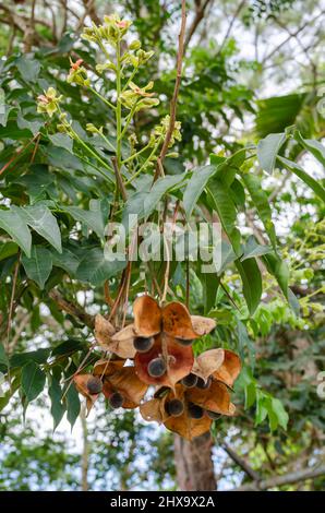 Black Pearl Tree Fruit And Blossoms Stock Photo - Alamy