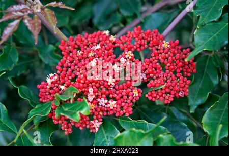 Flowers and buds (Leea coccinea Stock Photo - Alamy