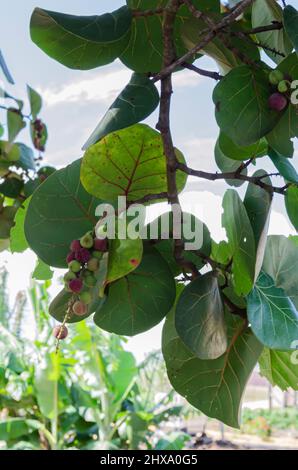 Bunch of sea grapes (Coccoloba uvifera) Growing on the beach, on the ...