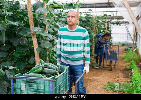 Latino man carries on wheelbarrow plastic boxes with harvest of ...