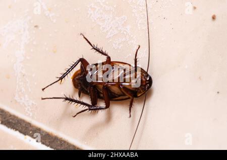 Side View Of Cockroach On Its Back Stock Photo - Alamy