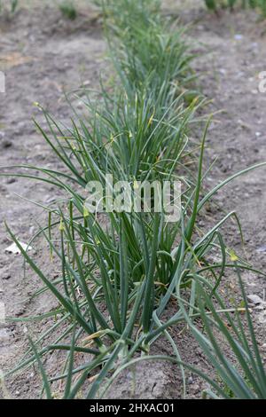 Field cultivated with onions for seed production Stock Photo - Alamy