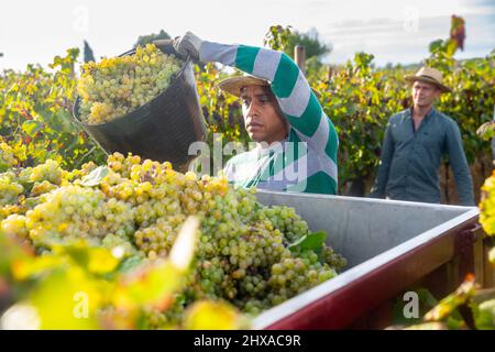 Hispanic man owner of vineyard pouring crop of grapes in truck Stock ...