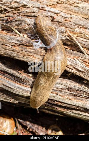 Land slug, shell-less terrestrial gastropod mollusc Stock Photo - Alamy