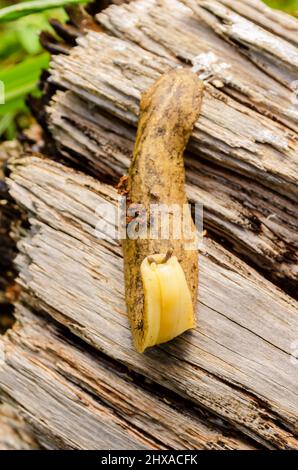 Florida Leatherleaf Slug (Leidyula floridana) Mollusca Stock Photo - Alamy