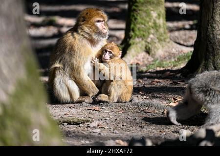 Salem, Germany. 09th Mar, 2022. A Barbary ape yearling sits on the ...