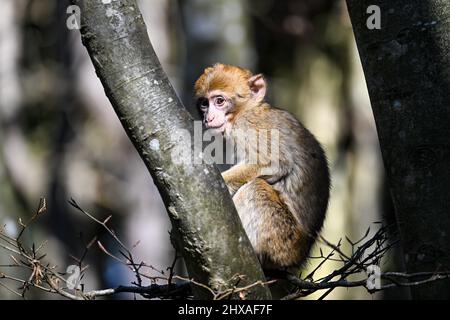 Salem, Germany. 09th Mar, 2022. A Barbary ape yearling sits on the ...