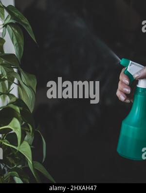 Spraying potted plants with water from a blue spray bottle. On a light ...