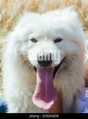 Samoyed white dog portrait closeup is in the winter forest Stock Photo ...