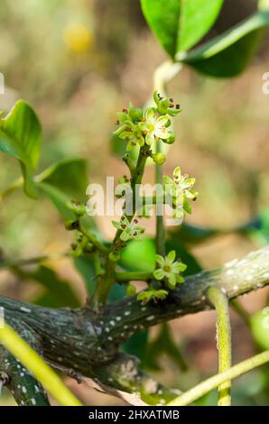 White Sapote Blossom Stock Photo - Alamy