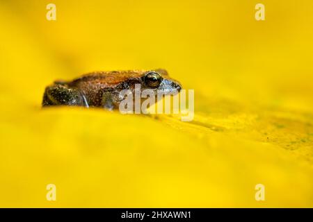 Craugastor stejnegerianus is a species of frog in the family ...