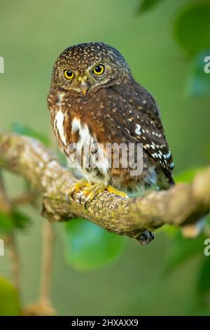 The Costa Rican pygmy owl (Glaucidium costaricanum) is a small "typical ...