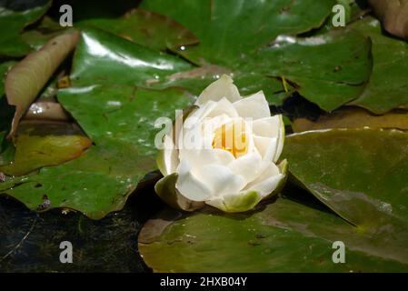 Single White Water Lilly (Nymphaea alba) Flower Floating in Lilly Pond ...