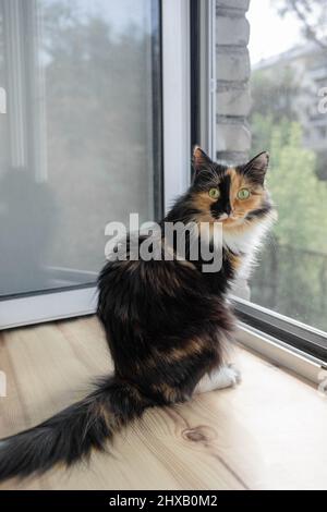 Young cat sitting near open book interested in eyeglasses Stock Photo ...