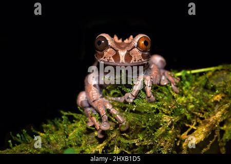 Spiny-headed tree frog / crowned tree frog (Anotheca spinosa) on leaf ...