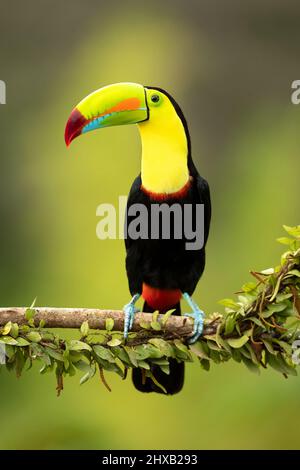 Keel-billed toucan - Costa Rica Stock Photo - Alamy