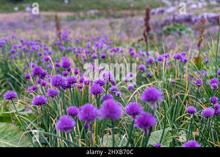 Violet alpine chive growing at the mountain meadows Stock Photo - Alamy