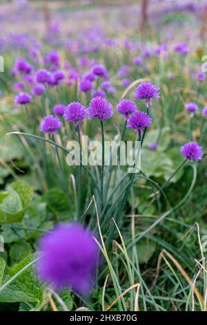 Violet alpine chive growing at the mountain meadows Stock Photo - Alamy